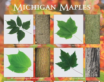 Michigan Tree Bud Poster - Etsy