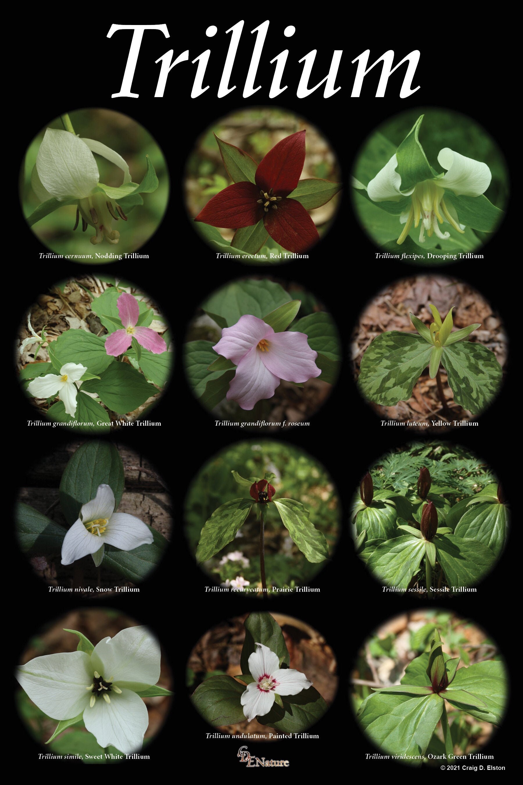 Black Background Trillium Poster - Etsy