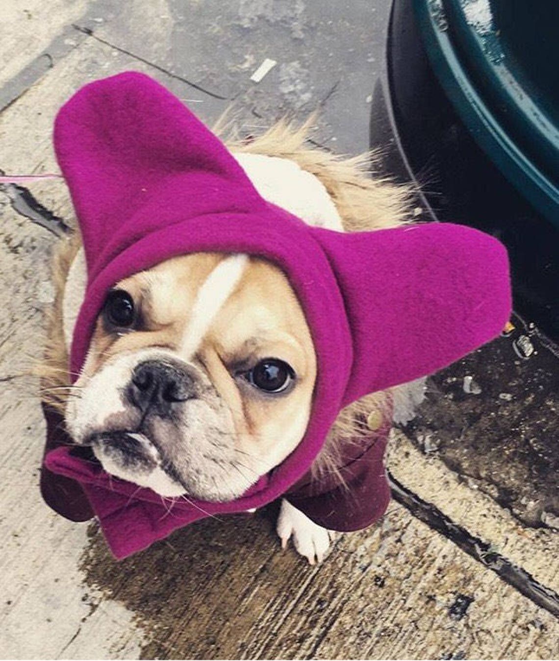 Frenchie Hats / Dog Hats / French Bulldog Hats | Etsy