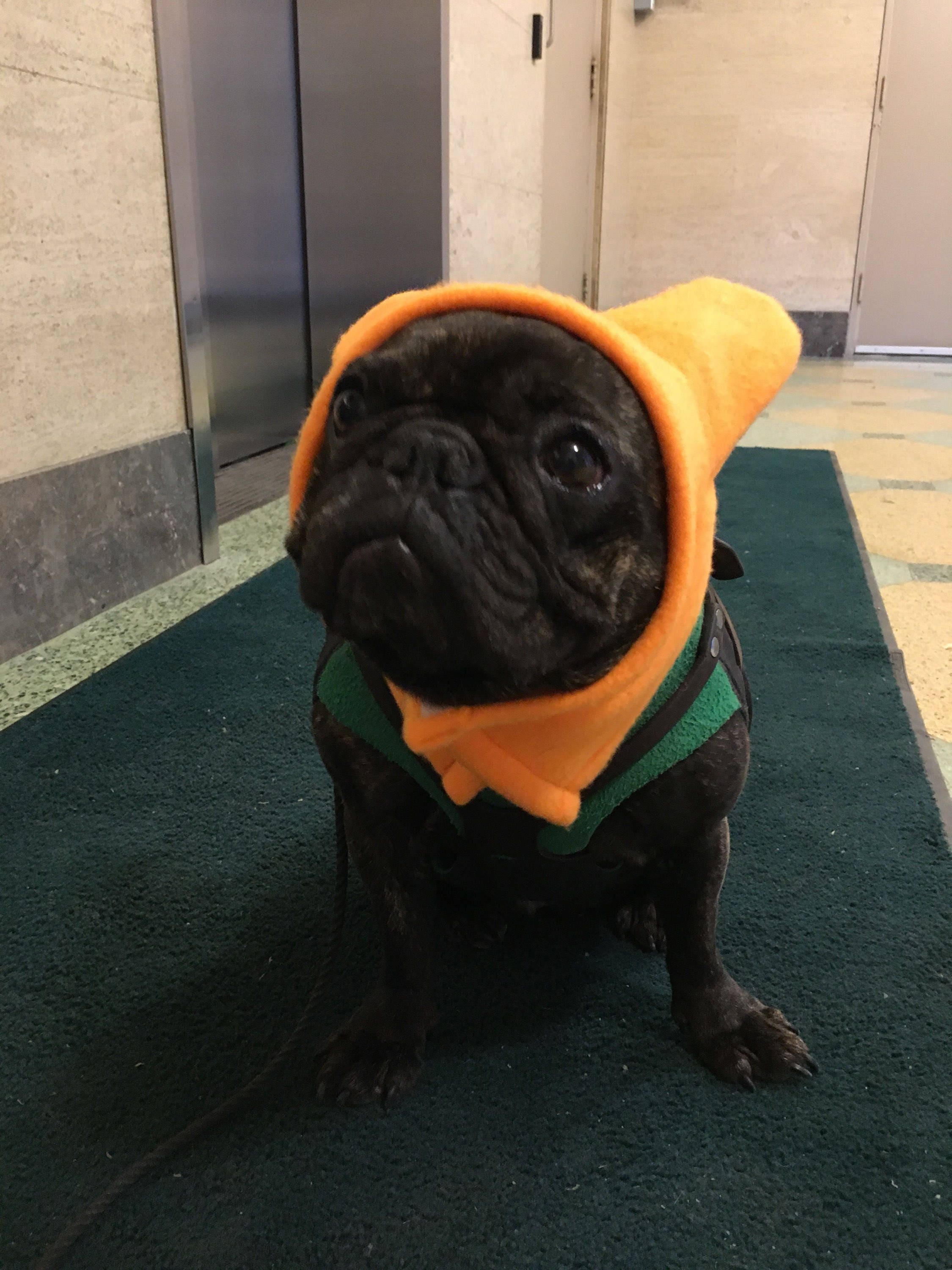 Frenchie Hats / Dog Hats / French Bulldog Hats | Etsy