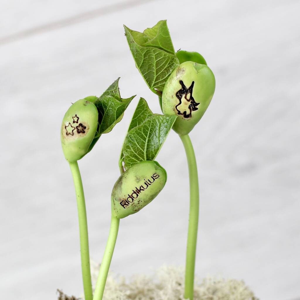 Magic Wizard Bean Grow Set | Etsy