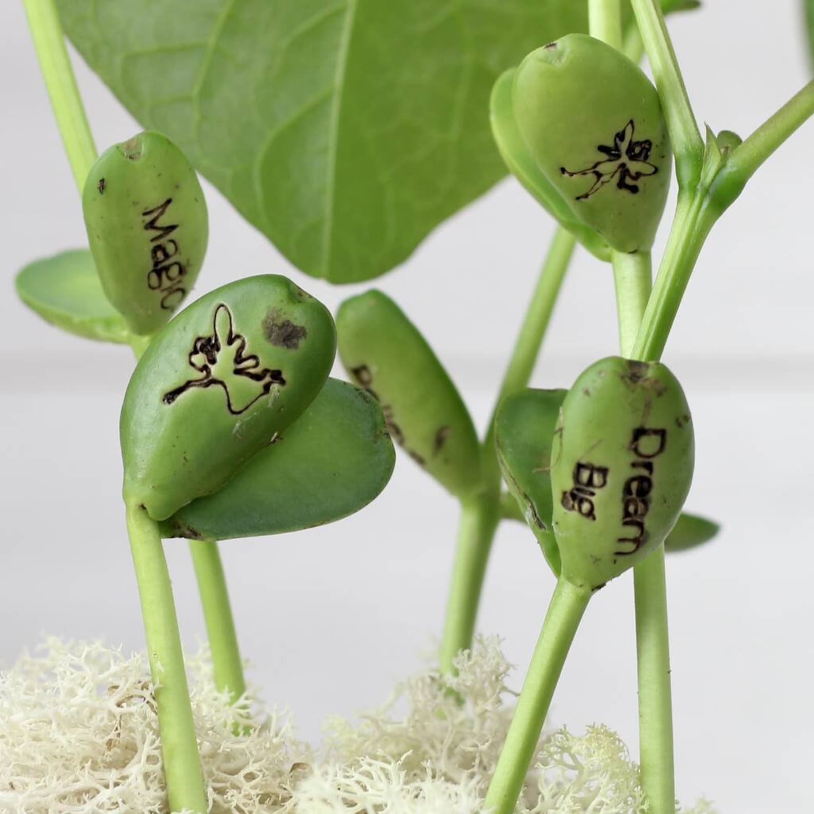 Magic Fairy Bean Grow Set - Etsy UK