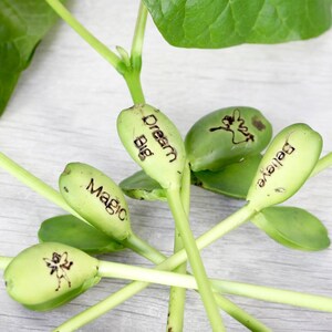 Magic Fairy Bean Grow Set - Etsy UK