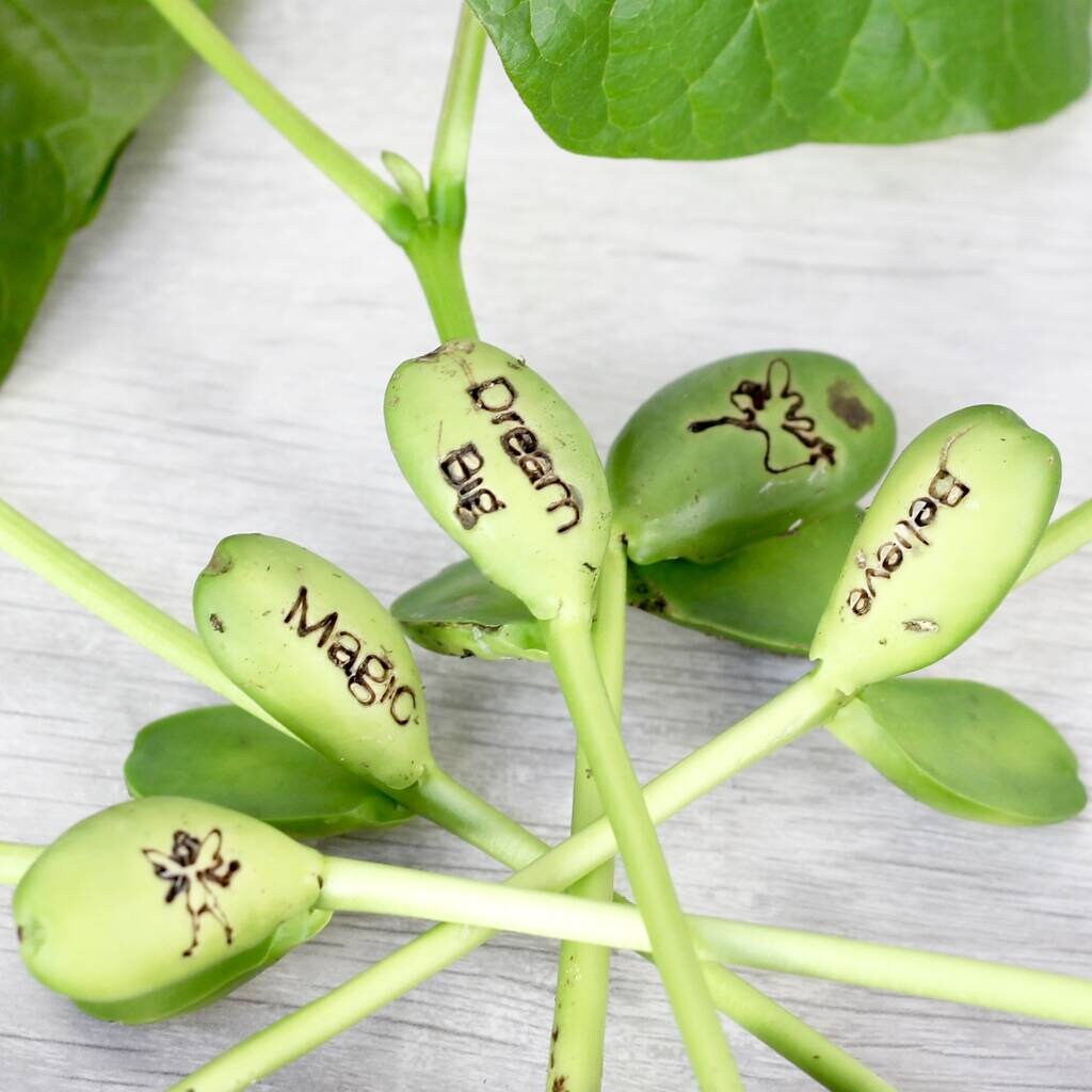 Magic Fairy Bean Grow Set - Etsy UK