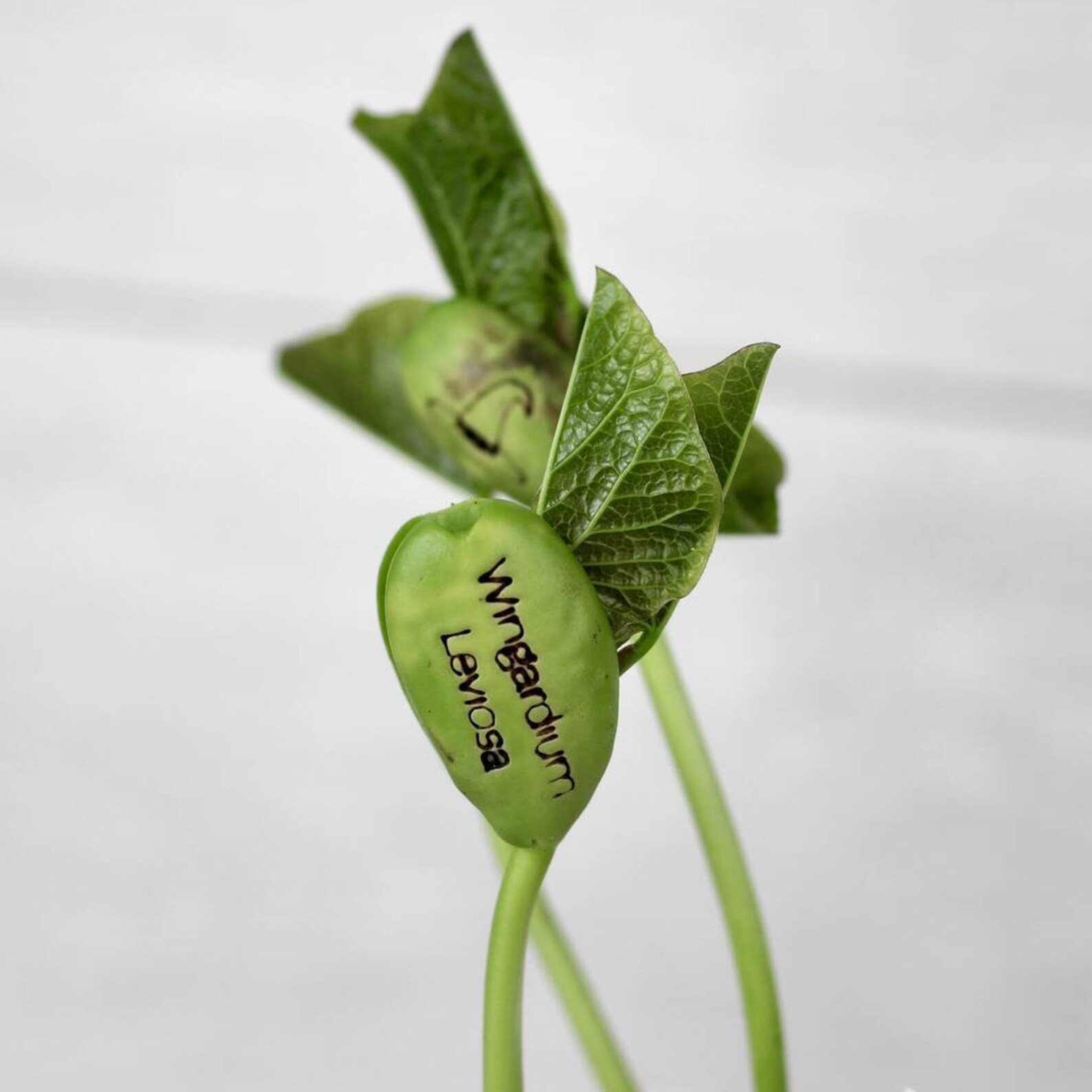 Magic Wizard Bean Grow Set - Etsy