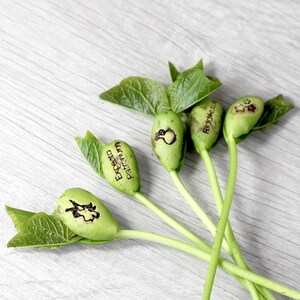 Magic Wizard Bean Grow Set - Etsy