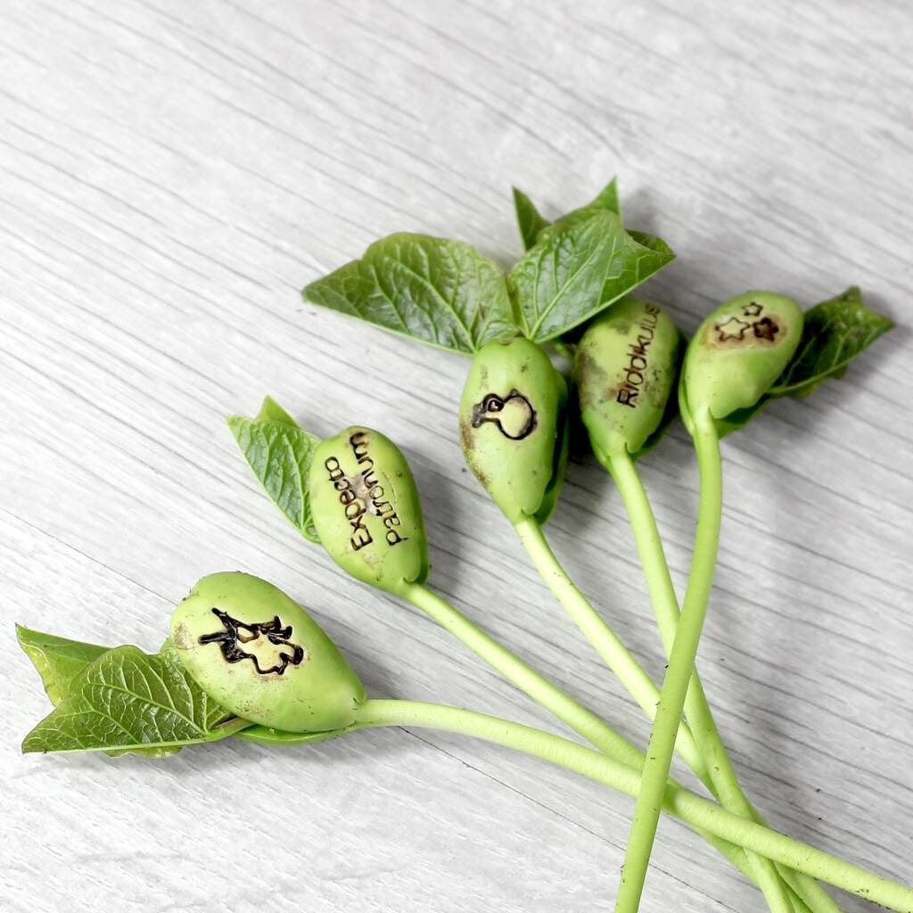 Magic Wizard Bean Grow Set - Etsy