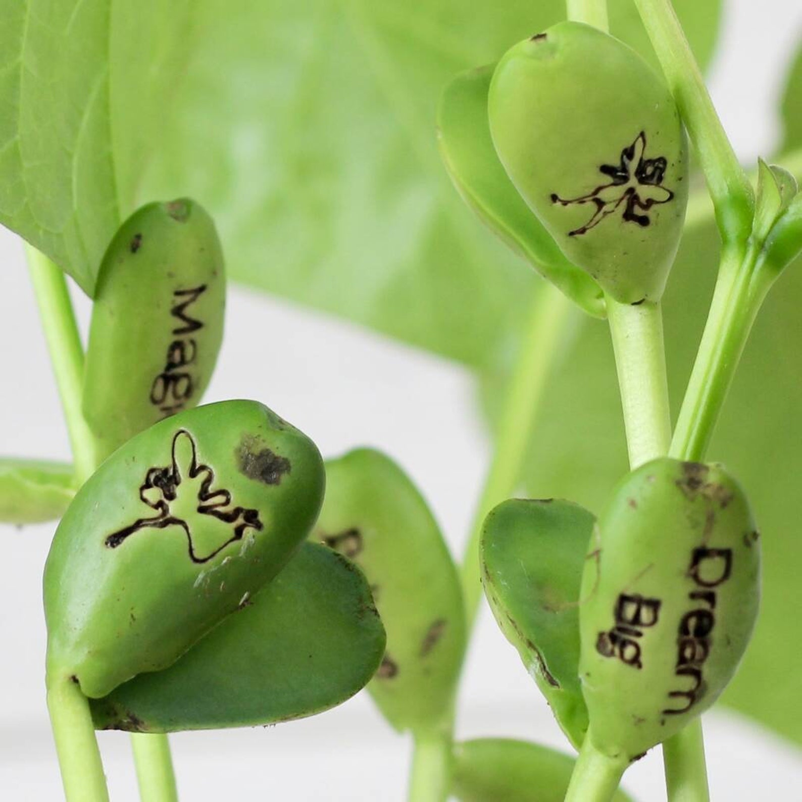 Magic Fairy Bean Grow Set - Etsy UK