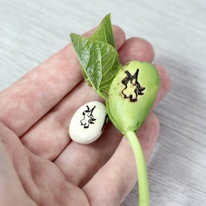 Magic Wizard Bean Grow Set - Etsy