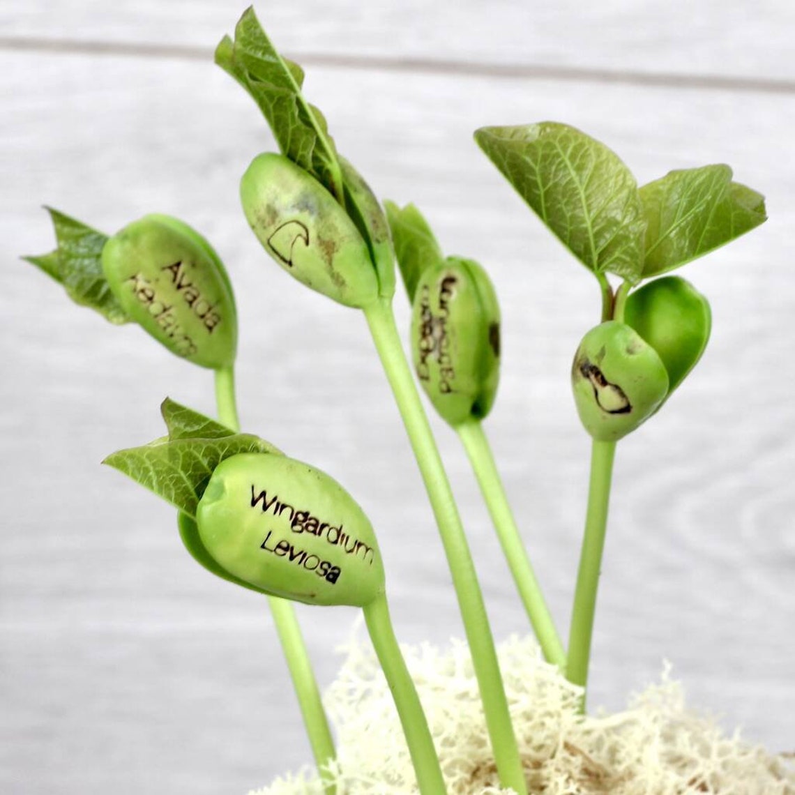 Magic Wizard Bean Grow Set - Etsy