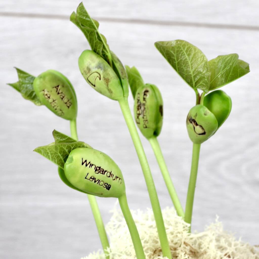 Magic Wizard Bean Grow Set - Etsy