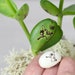 Magic Fairy Bean Grow Set - Etsy UK