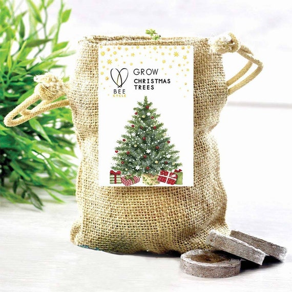 Grow your own christmas tree store