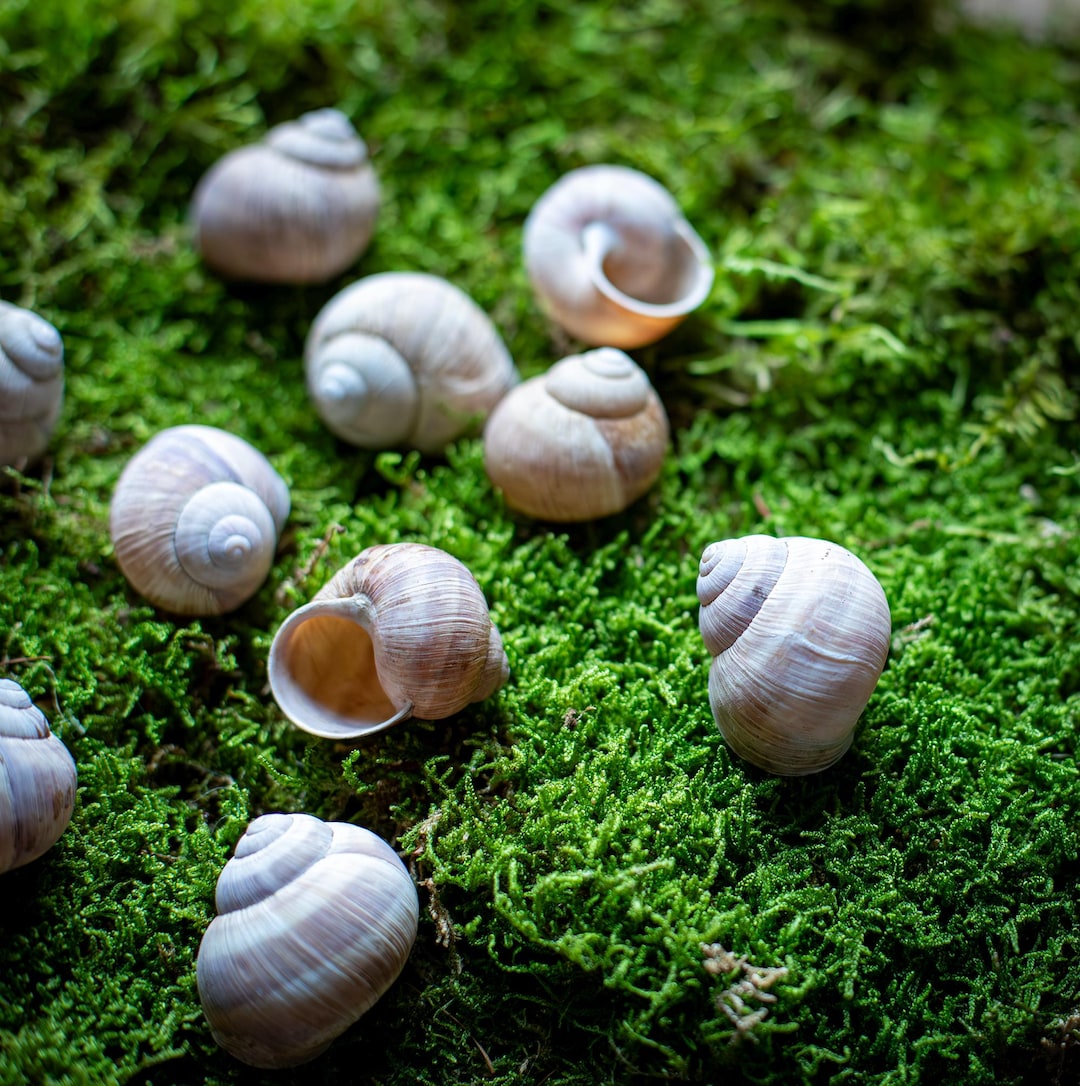 12 Empty Roman Snail Shells 3-4 Cm | Cleaned & Dried Helix Pomatia ...