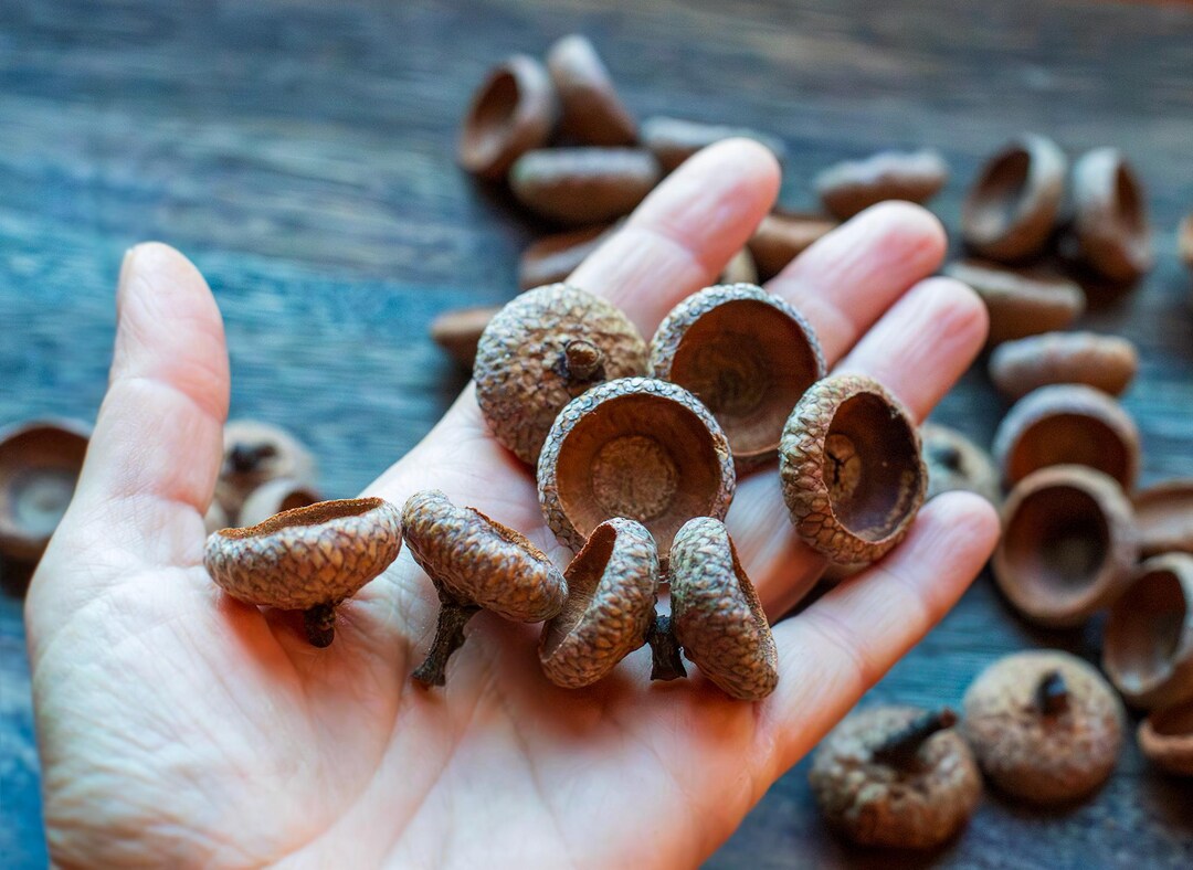 50 Real Acorn Caps: Rustic Woodland Decor, Nature Altar Supplies - Etsy