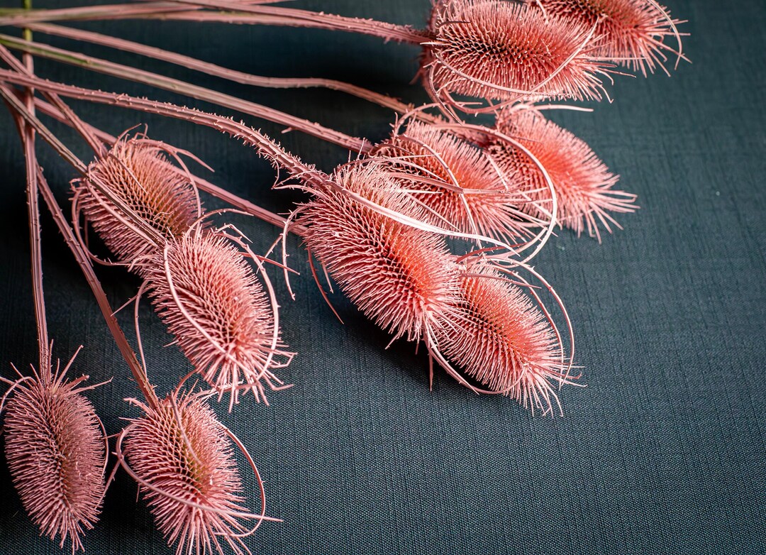 10 Warm Pink Natural Dried Indian Teasel Dipsacus Thistle Stalks Dried ...
