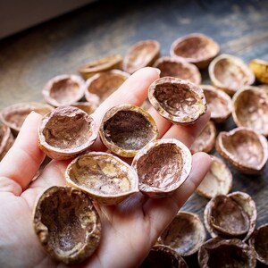 45 Small & Medium Natural Walnut Shells Golden Walnut Halves Christmas ...