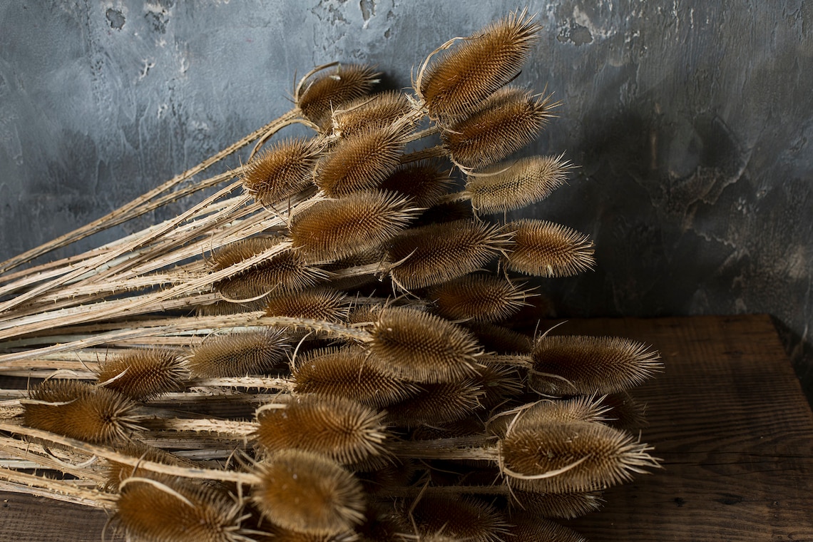 10 Stems of Natural Dried Indian Teasel Dipsacus Thistle - Etsy