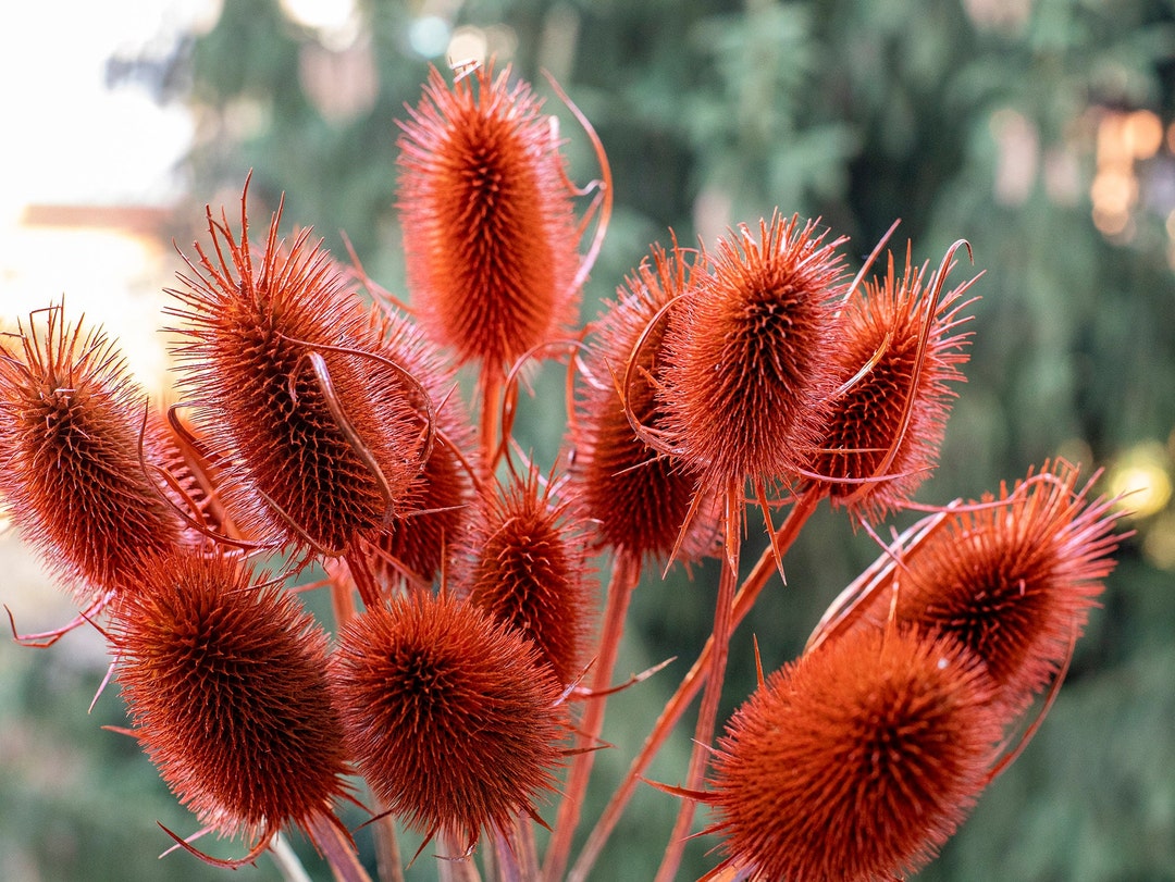 Burnt Orange Dried Teasel Stalks, Fall Floral Arrangement - 10 Stems - Etsy
