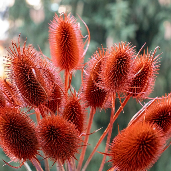 Dried Thistle - Etsy