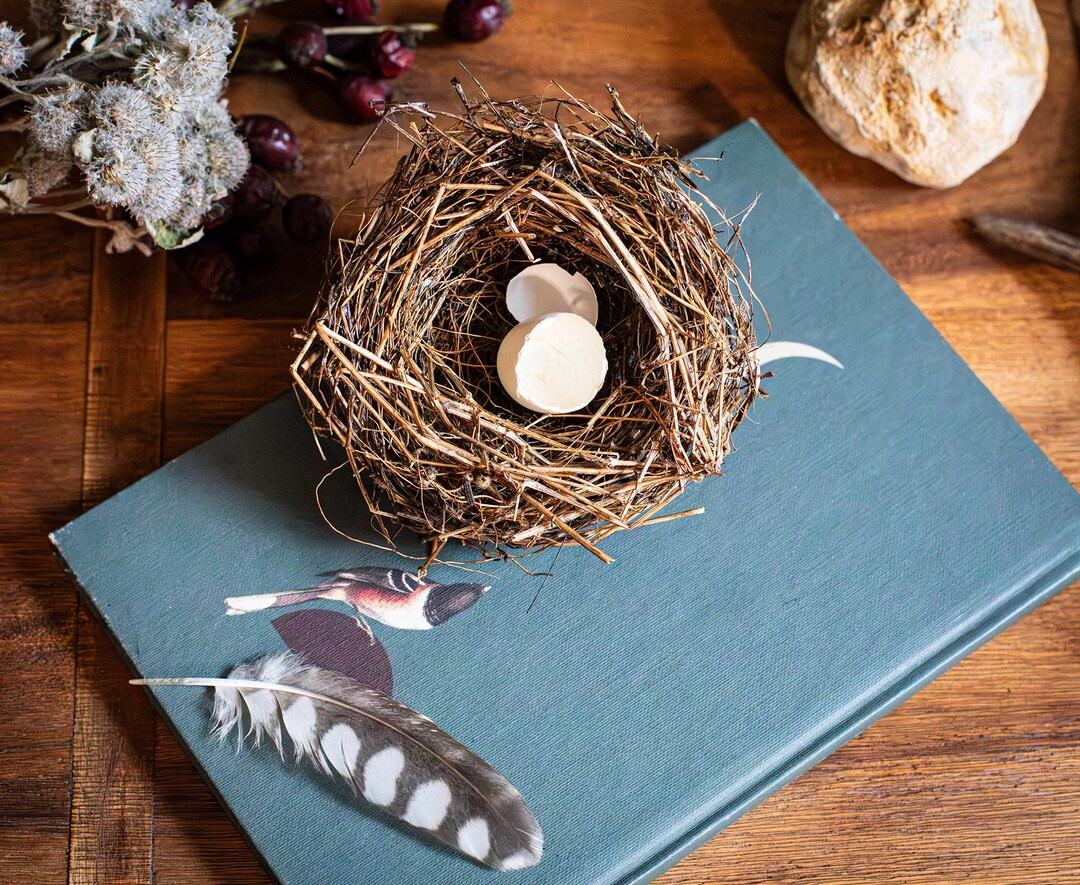 Real Wild Bird Nest With Egg Shells | Nature Find | Rustic Home Decor ...