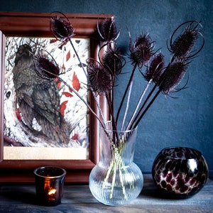 10 Cherry Black Natural Dried Indian Teasel Dipsacus Thistle Stalks ...