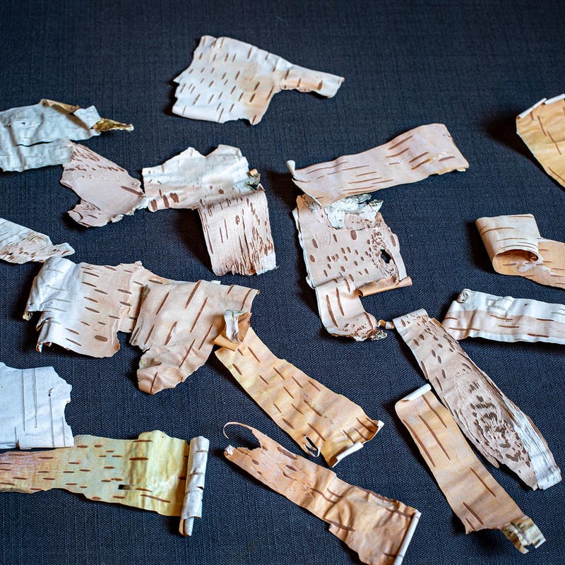 Birch Bark Sheets - Etsy