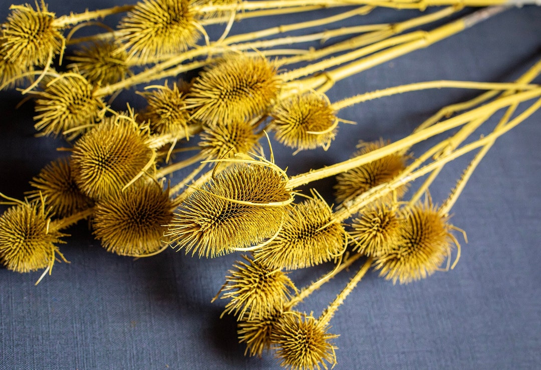 Mustard Color Natural Dried Indian Teasel Dipsacus Thistle Stalks Dried ...