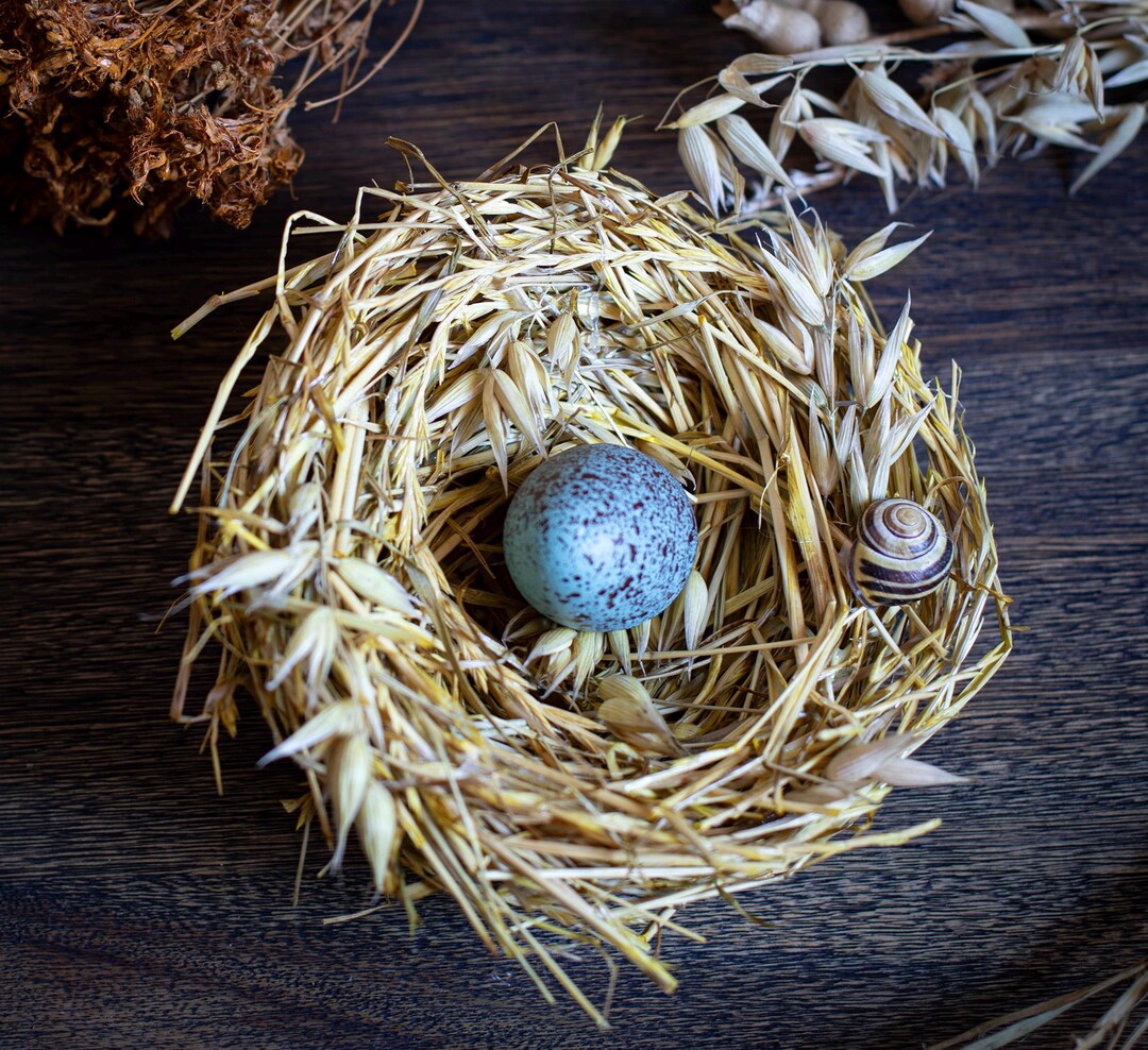 Handmade Yellow Bird's Nest With Blue Egg: Rustic Woodland Decor (13cm ...