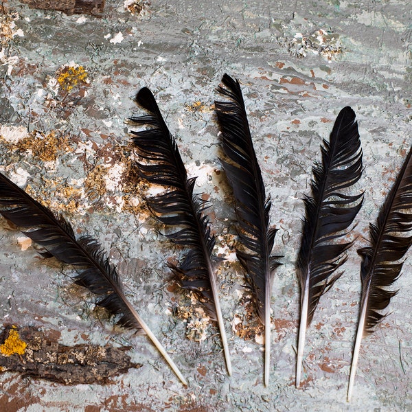 Crow Feathers - Etsy