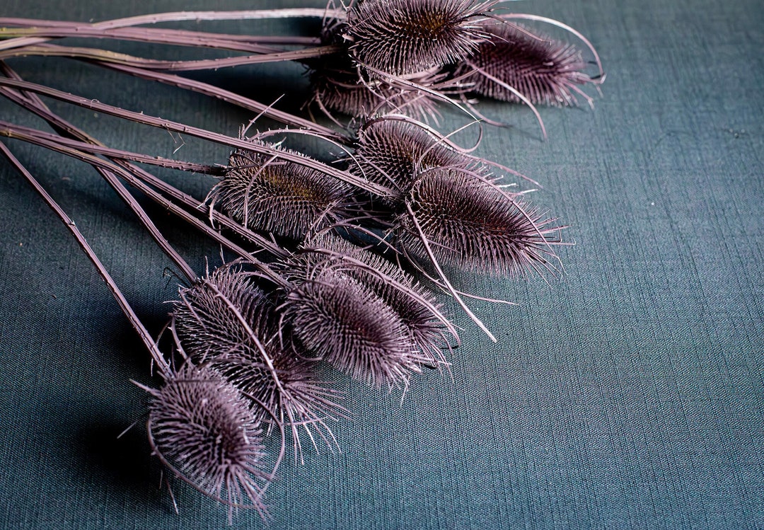 10 Dusty Violet Natural Dried Indian Teasel Dipsacus Thistle Stalks ...