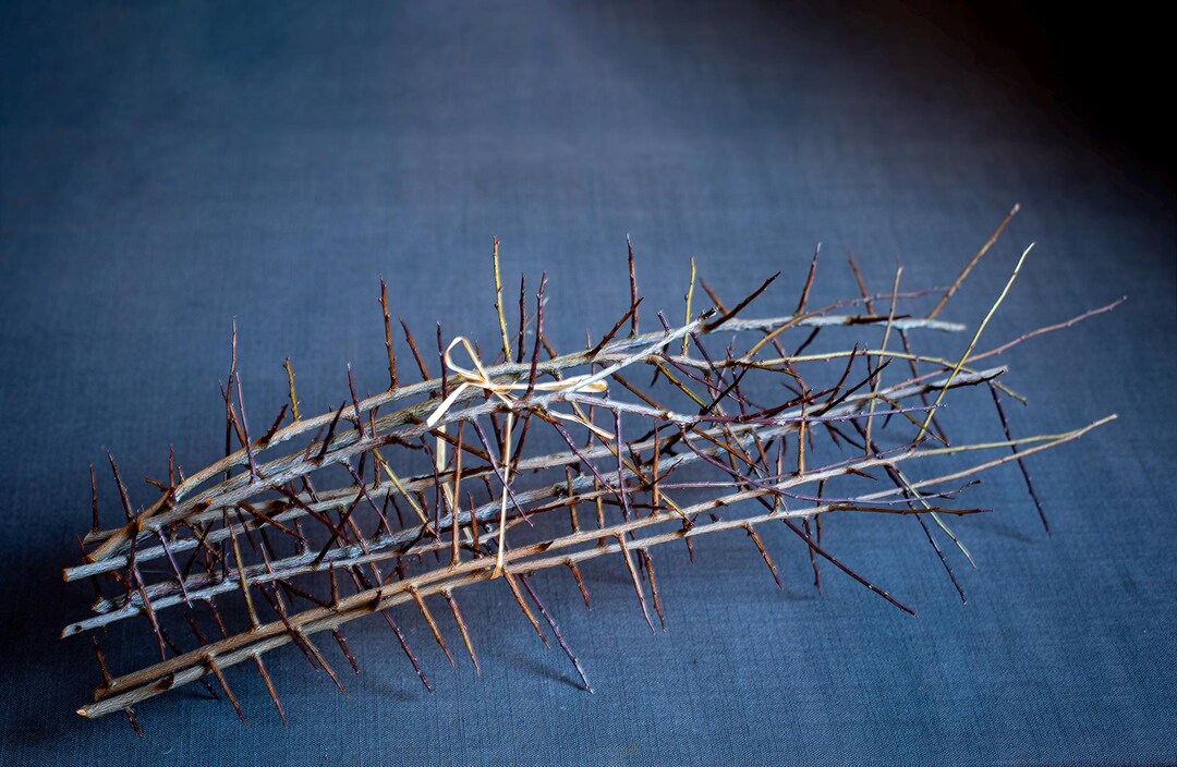 Wild Apricot Thorn Branches for Vases and Home Decor, Dried Flowers ...