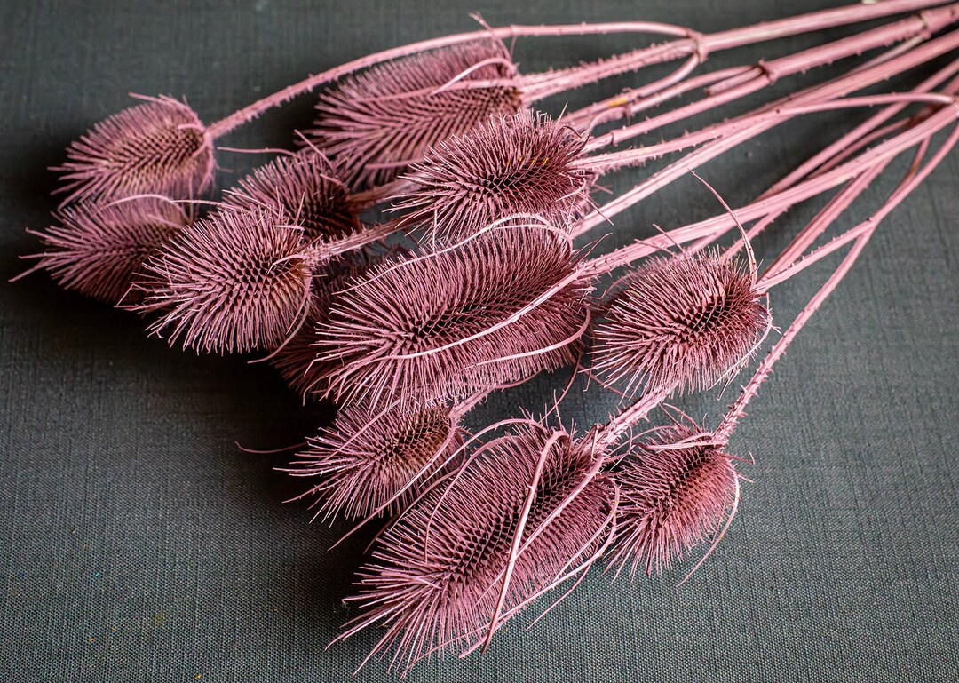 Mauve Color Natural Dried Indian Teasel 45cm Dipsacus Pale Lilac ...
