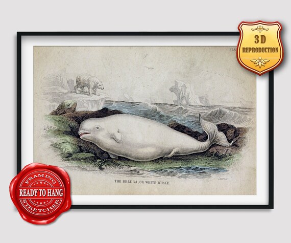 Robert Hamilton Whales Beluga or White Whale Giclee Print | Etsy