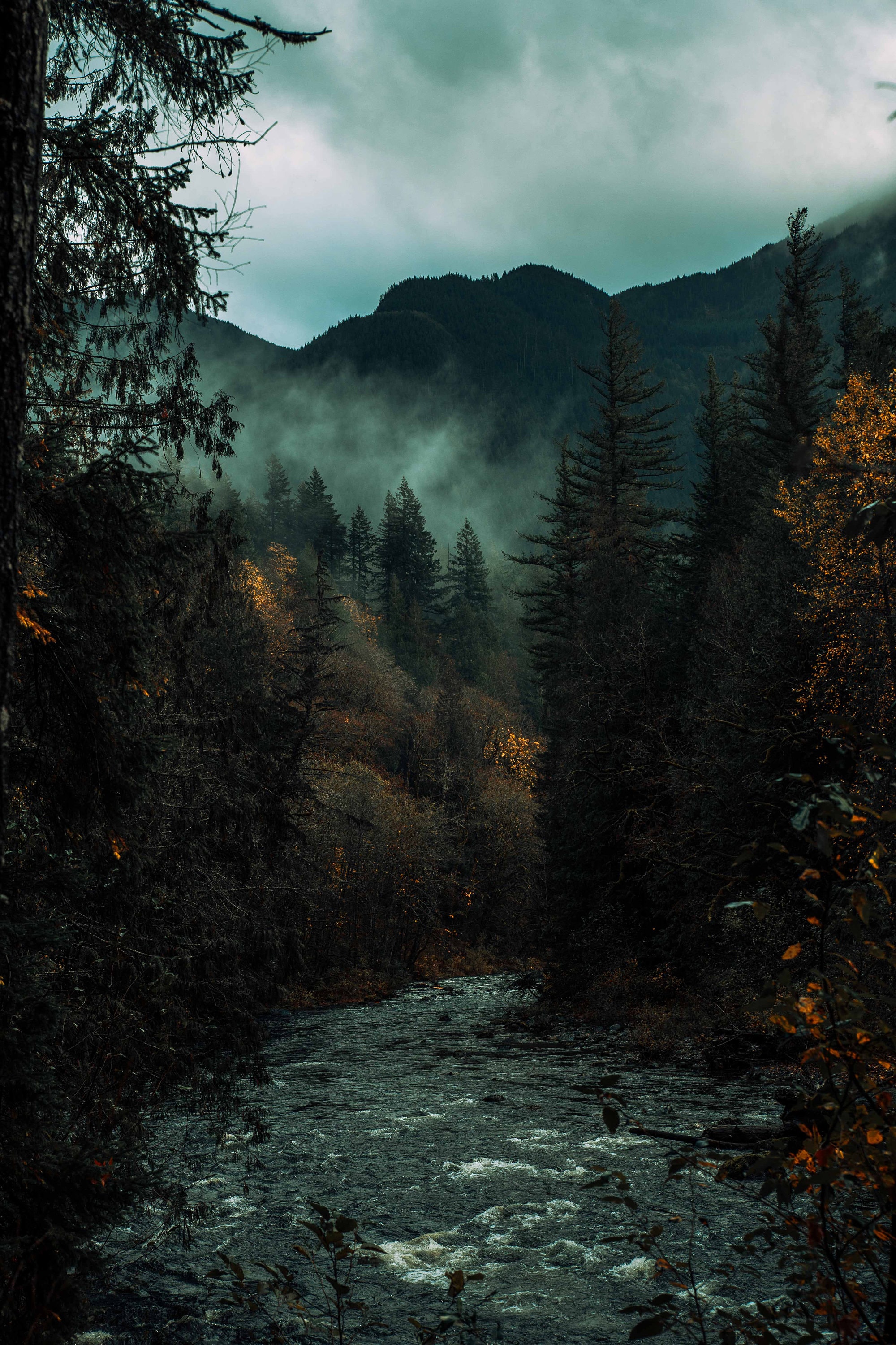 Moody Nature Digital Download Photography Photo / Christmas Card ...