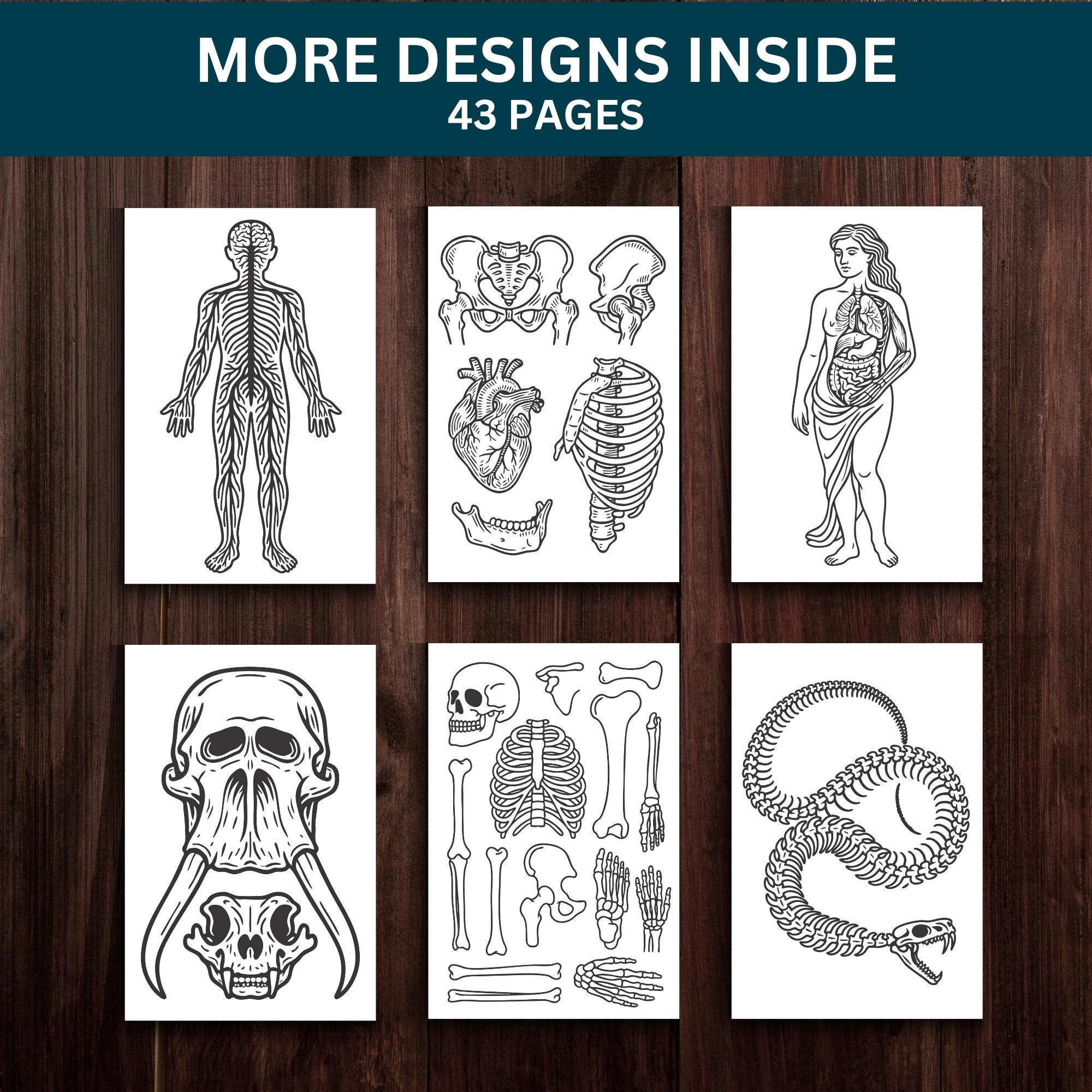 Anatomy Coloring Book – Skeletons, Skulls & Bones | Printable Medical ...
