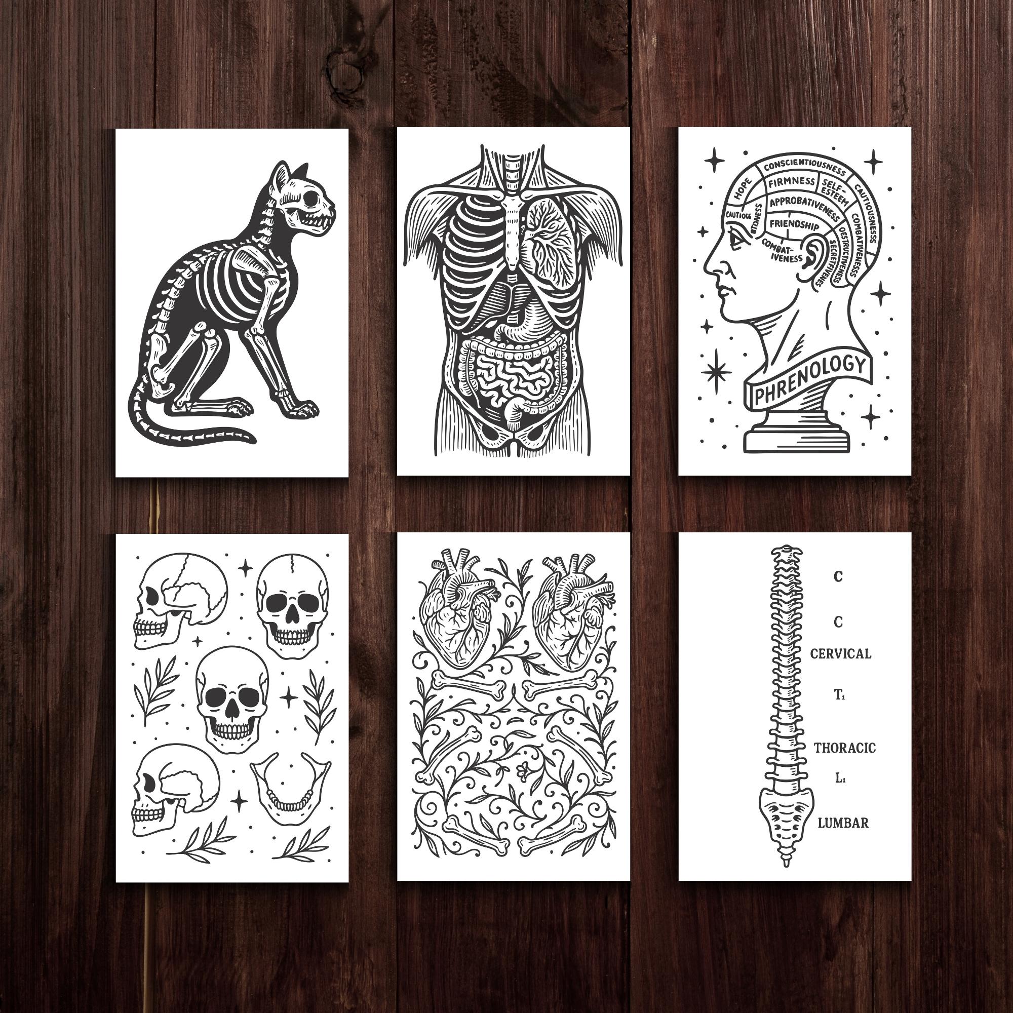 Anatomy Coloring Book – Skeletons, Skulls & Bones | Printable Medical ...