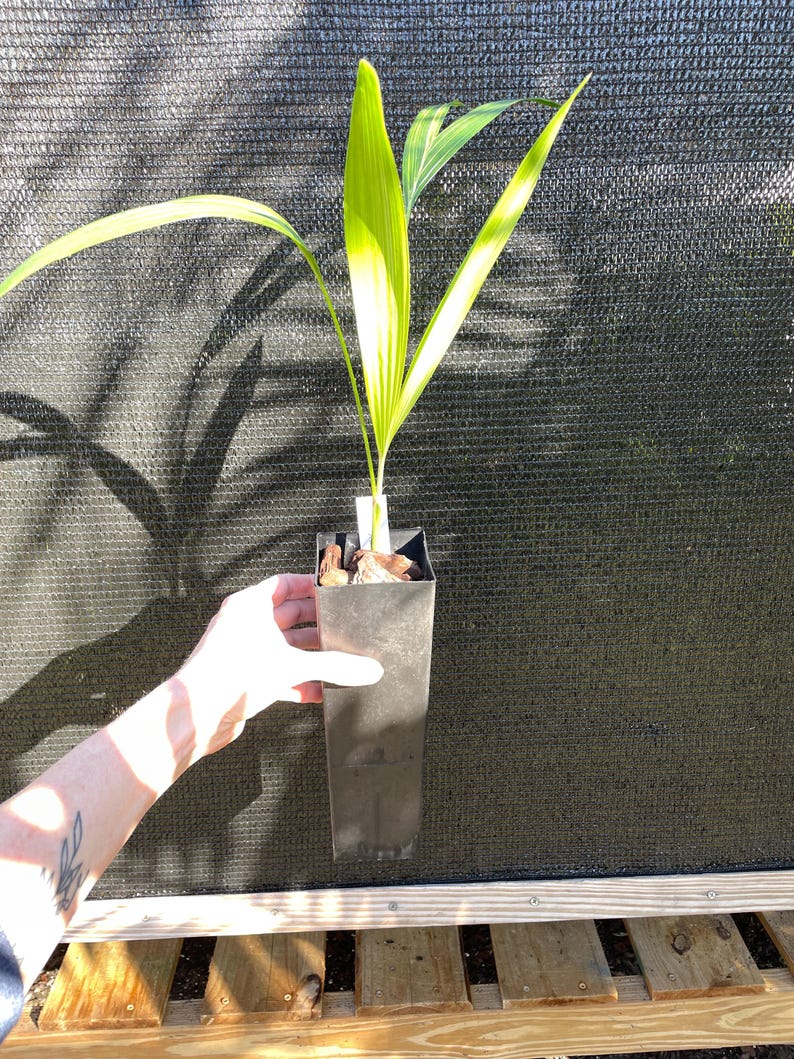 Variegated Christmas Palm Tree; (seedling Size) Adonidia (veitchia ...