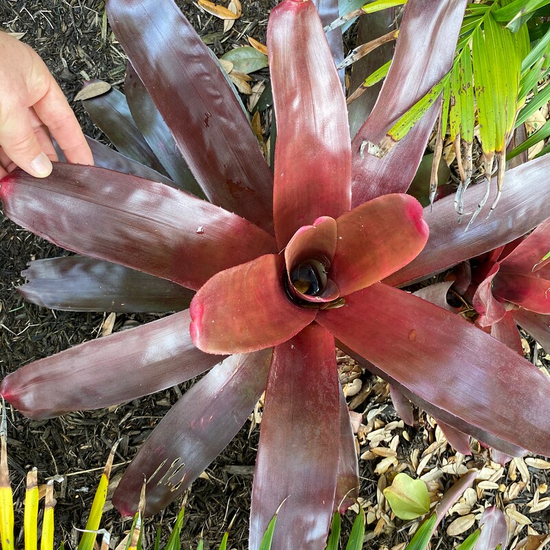 Neoregelia Bromeliad - Etsy