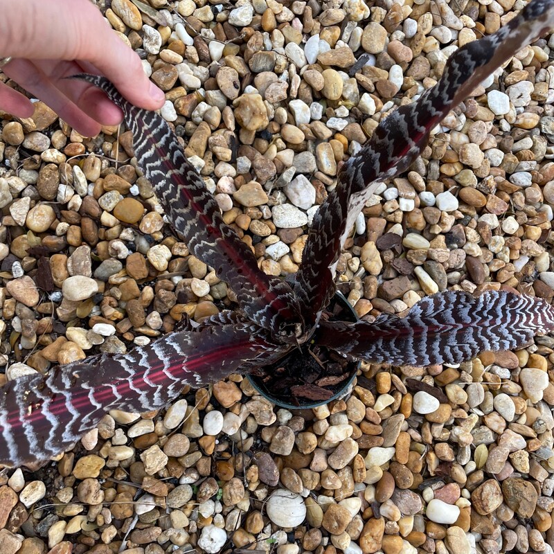 Cryptanthus - Etsy