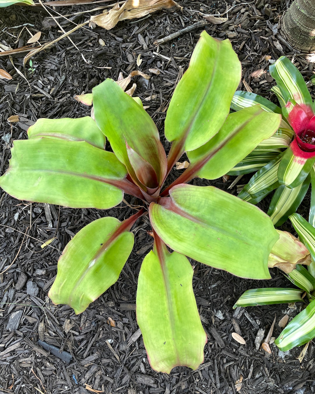 Aechmea Tayoensis Bromeliad - Etsy