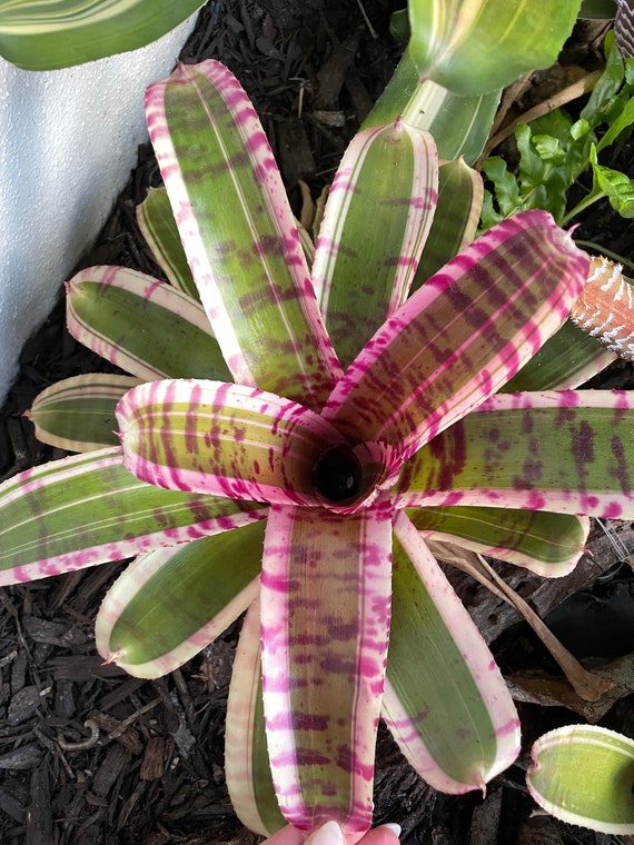 Zebra Bromeliad Plant The Complete Bromeliad Plant Care Guide: Water,
