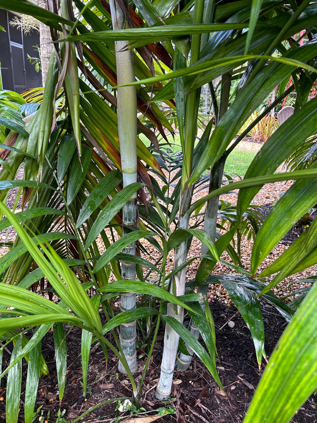 Chrysalidocarpus Pembanus; Pemba Palm (formerly Dypsis Pembana) - Etsy