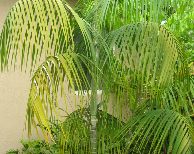 Onilahy Palm Tree; Weeping Palm; Chrysalidocarpus Onilahensis 'weepy ...