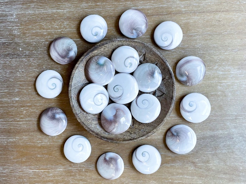 Operculum Shell UFO - Etsy