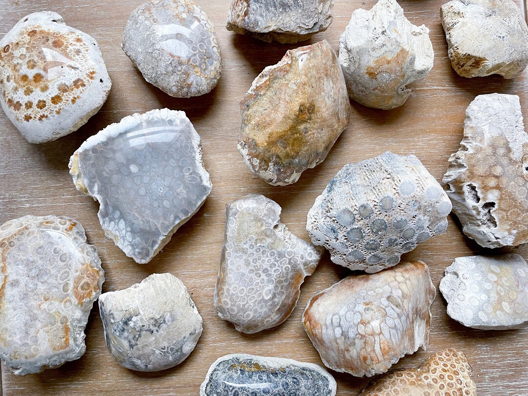 Fossilized Coral Raw & Polished - Etsy