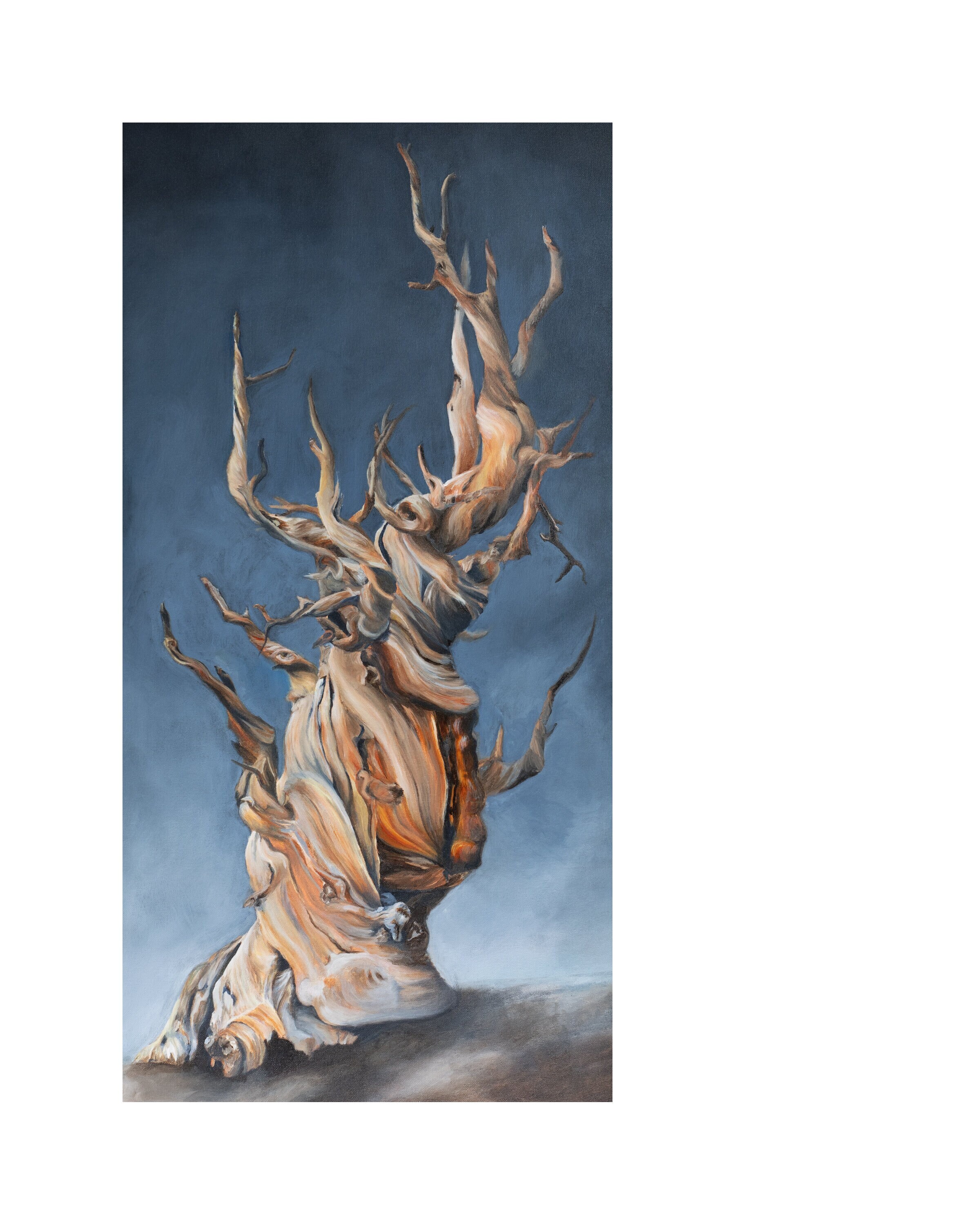 Bristlecone Pine Methuselah Tattoo