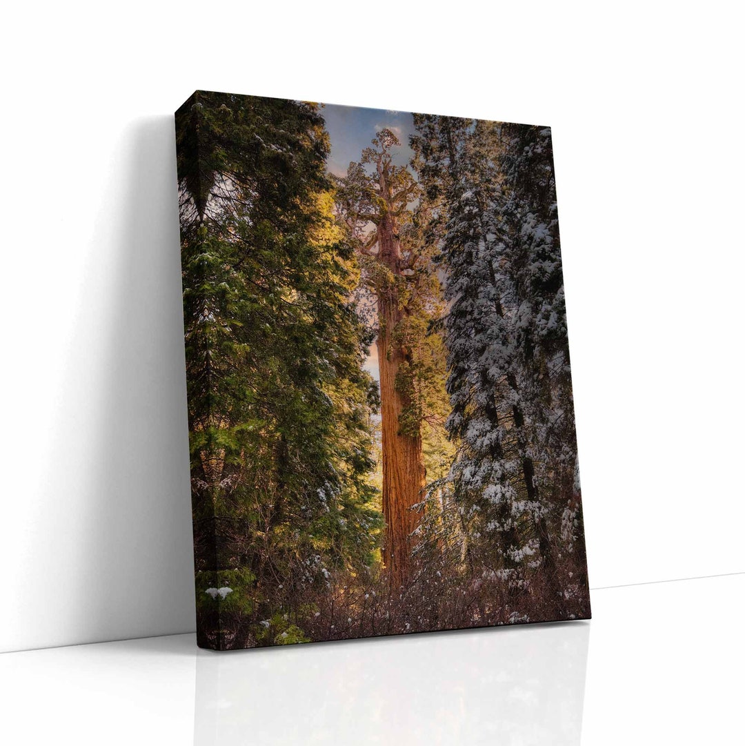 Giant Sequoia Tree Art, Redwood Forest Photography, National Park ...