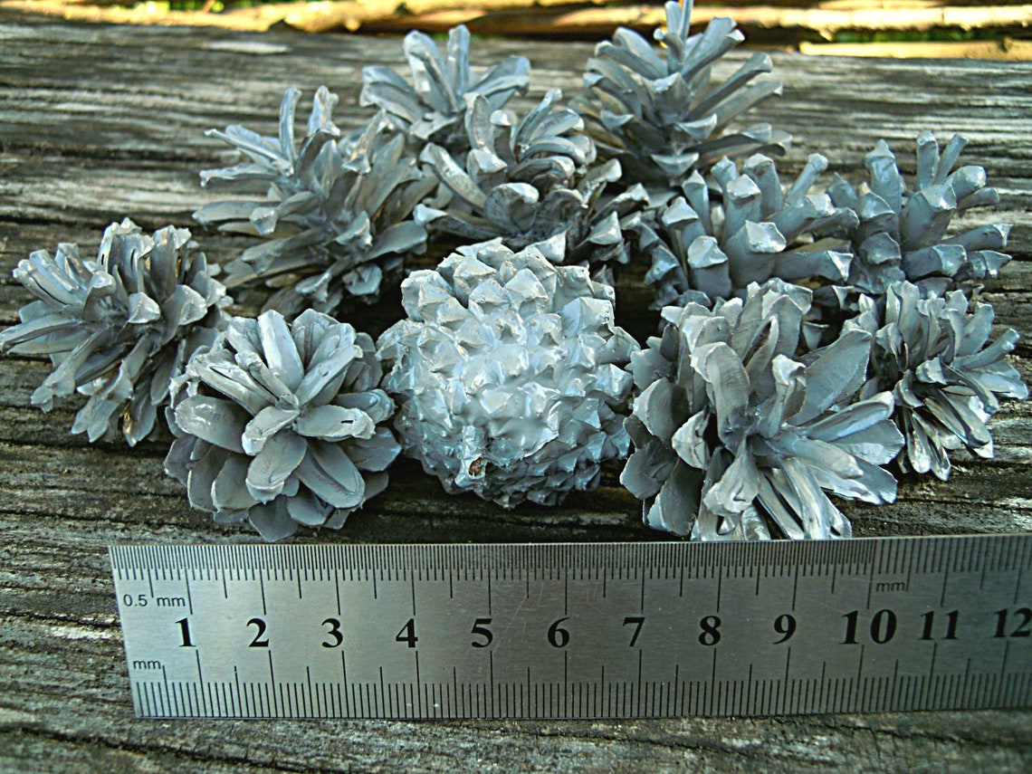 Pine Cones, Painted Cones, Grey Cones, Natural Supplies, Set of 10 Pcs ...