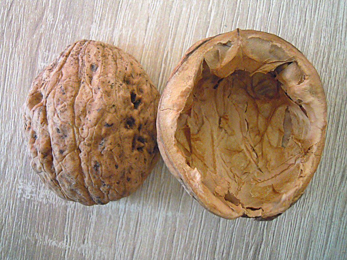 Walnut Shell, Walnut Shell Halves - Etsy